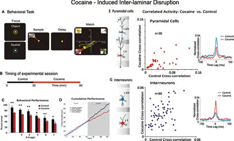 7 Prefrontal Cortical Microcircuit Of Drug Addiction Disrupted Download Scientific Diagram