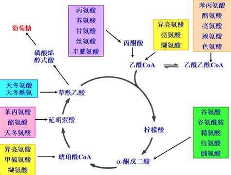 三羧酸循环示意图 临药狗