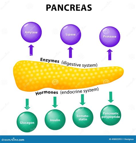 Pancreas Secretory Function Stock Vector Illustration Of Body Amylase 49802393