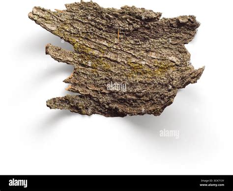 A Textured Piece Of Bark With Natural Patterns Showcasing The Beauty