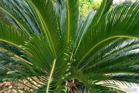 湮滅於荒野 野外可食用植物或果實蘇鐵 每日頭條