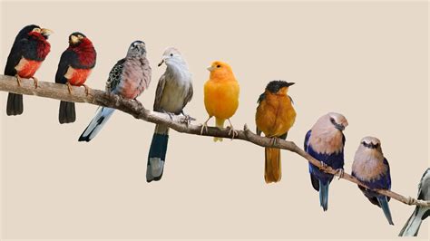 Small Birds Play The Sxs Cmf