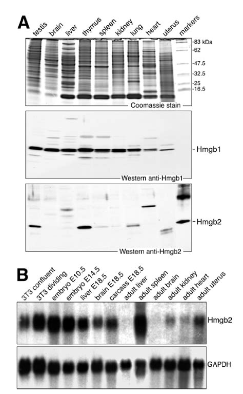 Expression Pattern Of The Hmgb2 Gene A Distribution Of Hmgb2 Protein Download Scientific