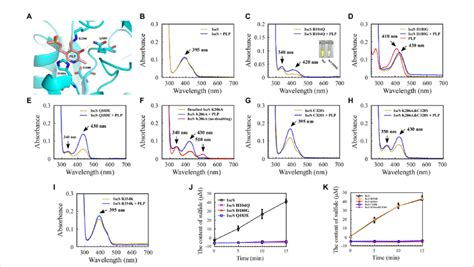 Mutation Of The Key Residues Of Escherichia Coli Iscs Resulted In A Set Download Scientific