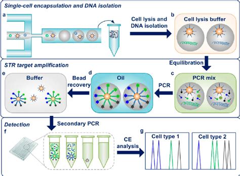 Analytical Procedure For Single Cell Forensic Str Typing A