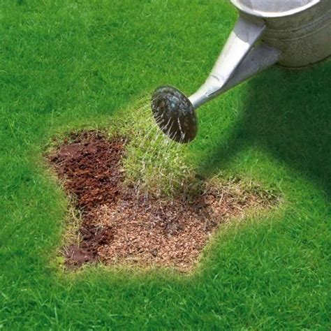 Super Patch Grass Seed With Fertiliser 600g Neutral Artofit