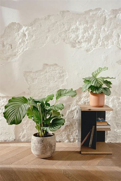 Plantas Exoticas Para Casa