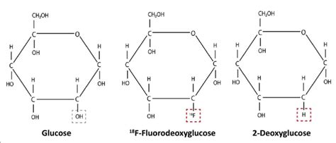 [18f] Fluorodeoxyglucose And 2 Deoxy D Glucose Are Structural Analog Of Download Scientific