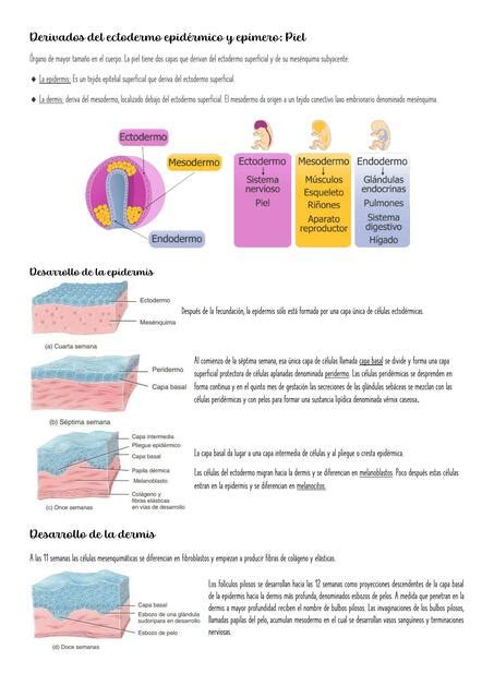Derivados Del Ectodermo Epidérmico Y Epímero Piel Morel Erika Alejandra Udocz