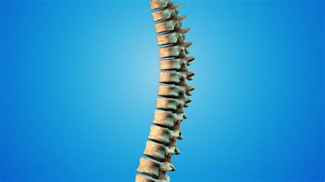 Premium Stock Video Backbone Spine Human Spinal Lateral View