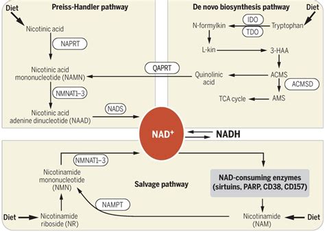 Covid Nad And Our Immune System