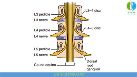 Lumbar Spine Anatomy Structure Function And Clinical Importance