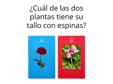 Tipos De Tallos Quiz