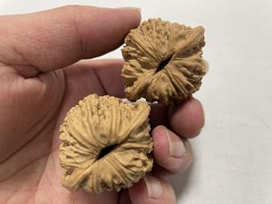 泥鳅背狮子头 泥鳅背文玩核桃 第8页 大山谷图库