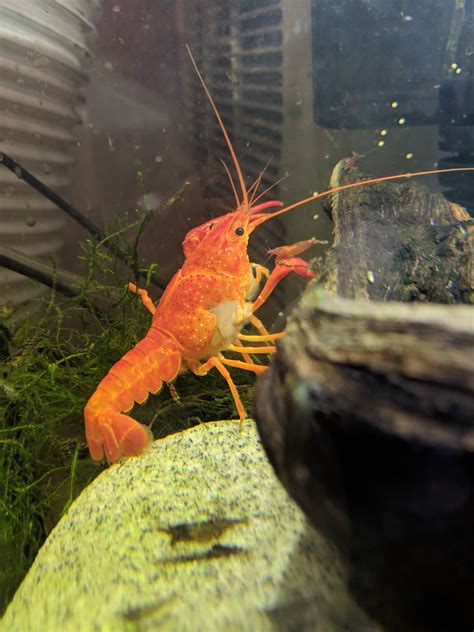 Cracked Carapace And Exposed Flesh Or Way Off Base Any Recommendations