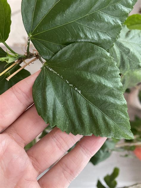 Pest Identification On A Hibiscus Tree R Houseplants