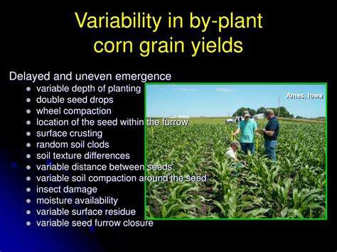 PPT Understanding Plant To Plant Variability In Corn Production PowerPoint Presentation ID