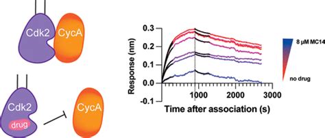 Biolayer Interferometry Assay For Cyclin Dependent Kinase Cyclin