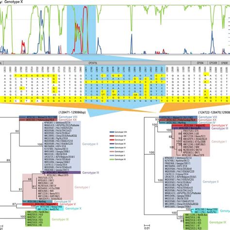 Recombination Analysis Of Genotype X A Bootscanning Recombination Download Scientific
