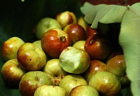 A Sweet Autumn Jewel Imedia