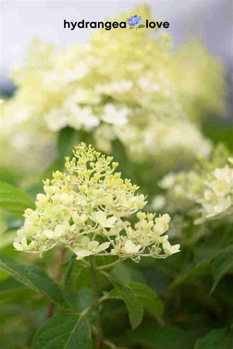 Are Hydrangeas Acid Loving Plants Hydrangea Love