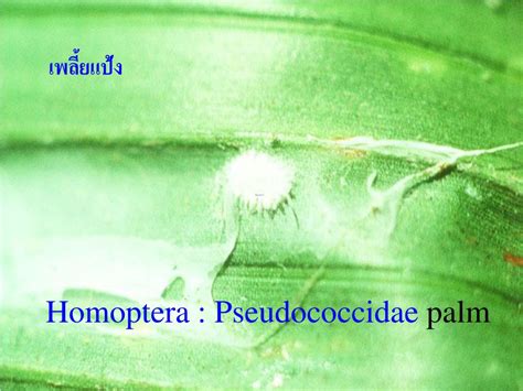 Ppt Apoderus Crerenatus Powerpoint Presentation Free Download Id 5636928