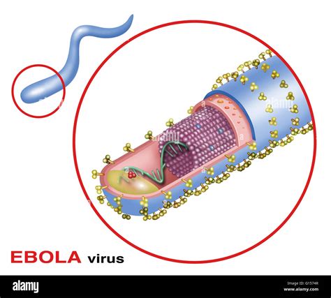 Ebola Virus Diagram
