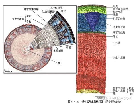 草本和木本植物如何分类？ 知乎
