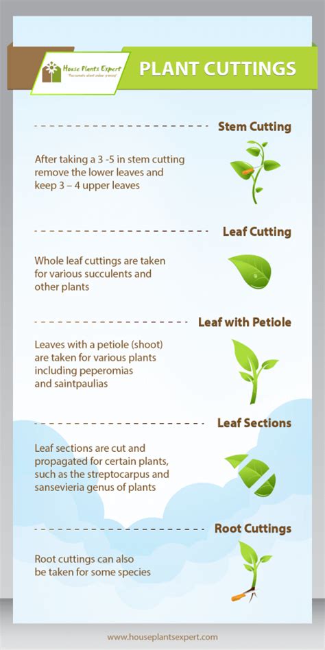Propagating House Plants Methods And Instructions Guide House