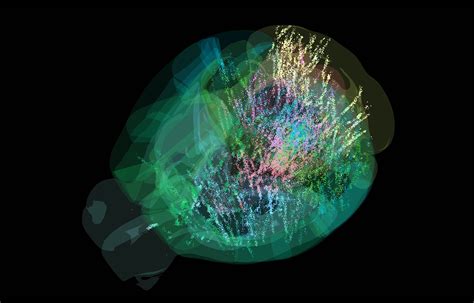 How Does The First Brain Activity Map Unveil Our Decision Making