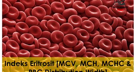 Indeks Eritrosit MCV MCH MCHC RBC Distribution Width Info Laboratorium Medik
