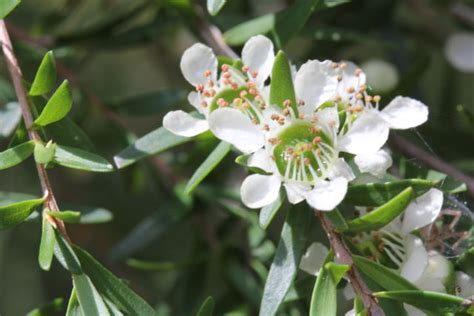Leptospermum Polygalifolium Nb Plant Areas
