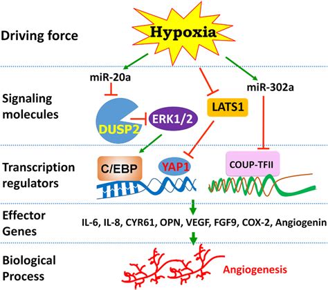 Hypoxia Regulated Signaling Pathways Leading To Angiogenesis In Download Scientific Diagram