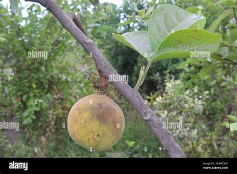 Santol In Tree On Farm Are Good Source Of Iron Which Is A Mineral That Can Help Move Oxygen In