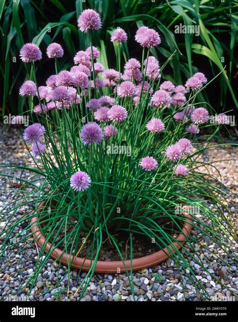 Chives Allium Schoenoprasum With Purple Flowers Growing In A Plant