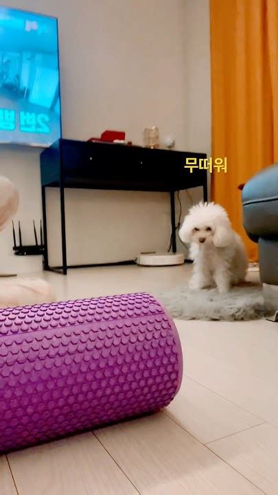 오지마라라강아지강아지일상강아지쇼츠이쁜이쁜강아지귀여운귀여운강아지귀여운댕댕이겁많은강아지강아지그램강아지영상강아지짤강아지유튜브귀여운반응귀여운영상