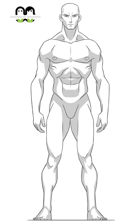 Anime Male Body Structure
