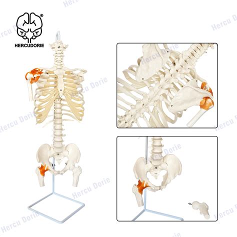 Human Vertebral Column Anatomy