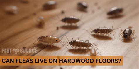 Can Fleas Live On Wooden Floor At Ina Pfarr Blog