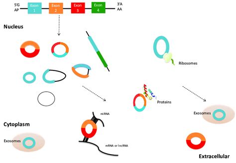 Expression And Biogenetic Function Of Circrna Download Scientific Diagram