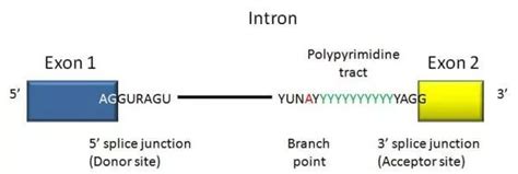 Intron Definition Structure Functions Biology Notes Online
