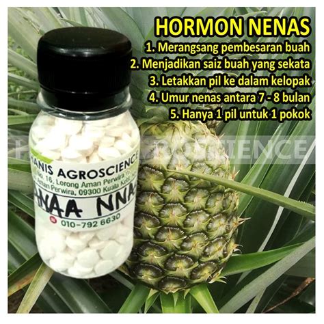 Hormon Nanas 300 Biji Penggalak Buah Nanas Membesar Shopee Malaysia