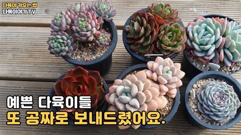 예쁜 다육이들 또 공짜로 보내드렸어요ㅣ Youtube