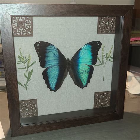 Butterfly Pinning And Arrangements Created By Me Rartist