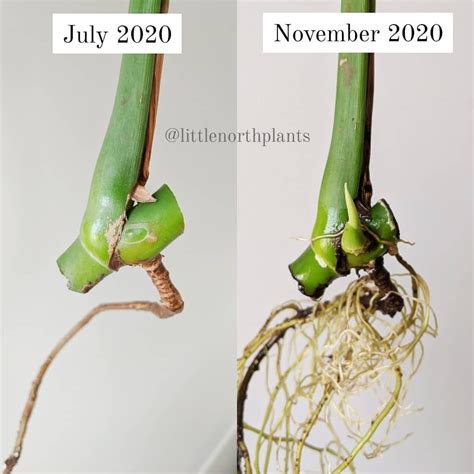 მონსტერას გრავლება 👇 ყვავილების მოვლა და მათი მეთოდები