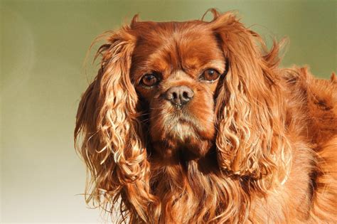 Chien Cavalier King Charles Pix