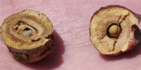 Women Are Using Ground Wasp Nests To Get A Tighter Vagina Yourtango