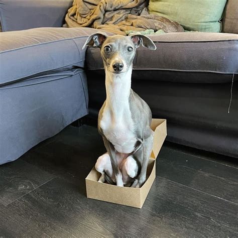 If I Fit I Sit Rififitsisits