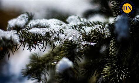 Аравдугаар сарын 24 нд Монгол Алтай Хангай Хөвсгөлийн уулархаг нутгаар ялимгүй цас орно Dnn Mn