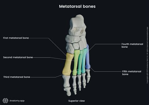 Metatarsal Bones Anatomyapp
